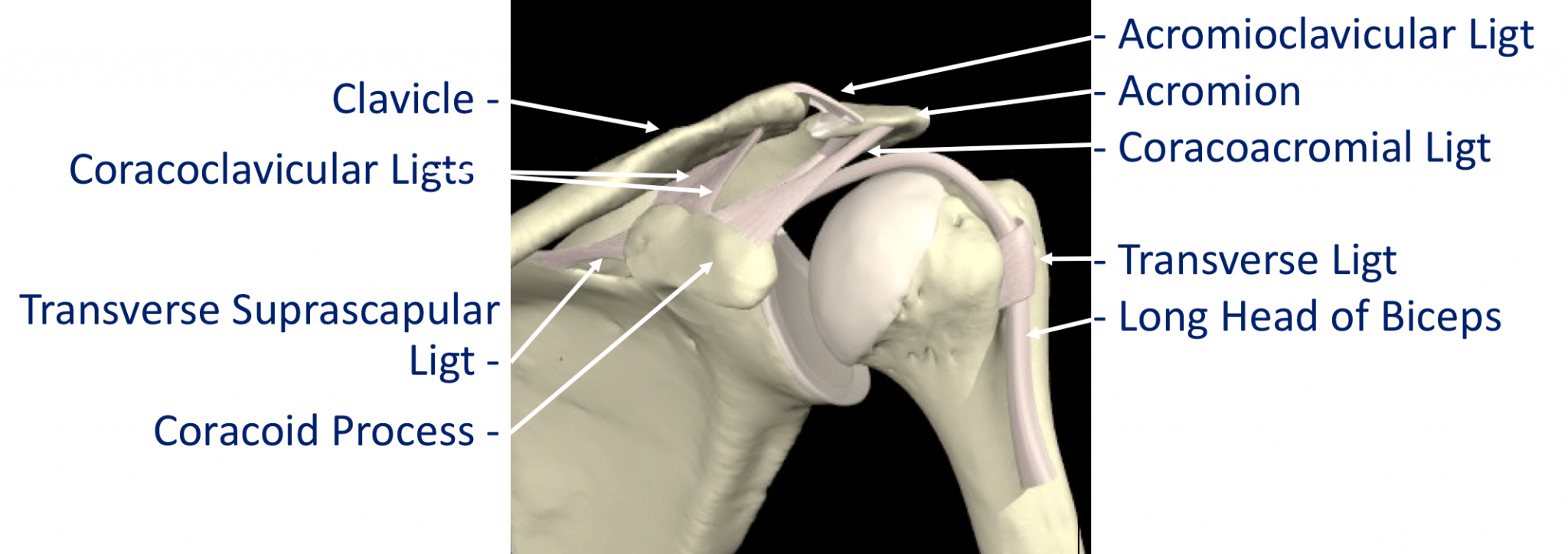 Frozen Shoulder – Hannan Mullet