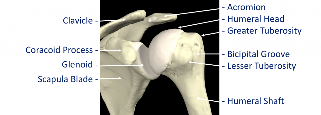 Frozen Shoulder – Hannan Mullet