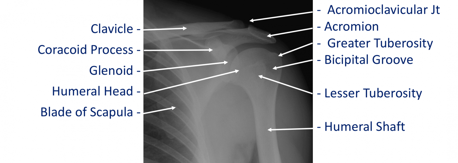The Rotator Cuff – Hannan Mullet