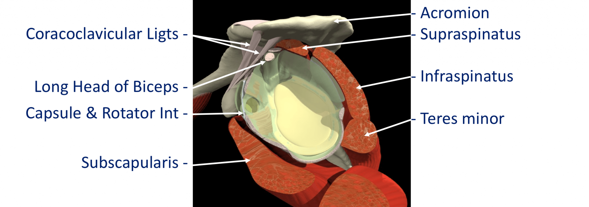 The Rotator Cuff – Hannan Mullet