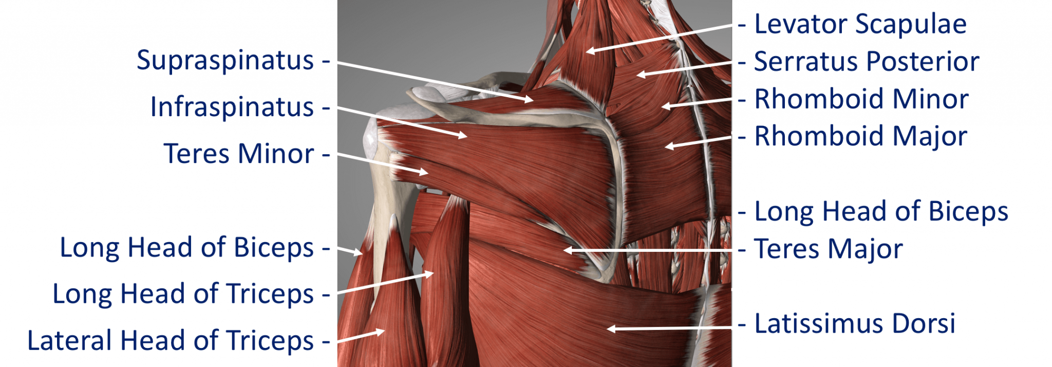 The Rotator Cuff – Hannan Mullet